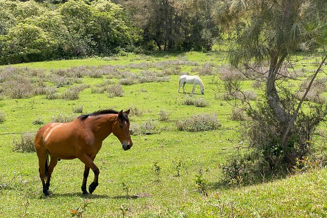 Waipio on Horseback: Mountain Ocean Views Working Cattle Ranch - Who Is This Tour For?