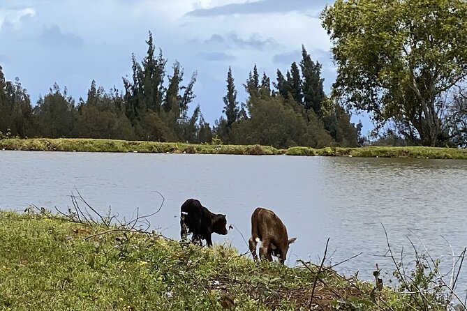 Waipio on Horseback: Mountain Ocean Views Working Cattle Ranch - The Sum Up