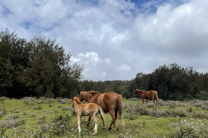 Waipio on Horseback: Mountain Ocean Views Working Cattle Ranch - FAQ