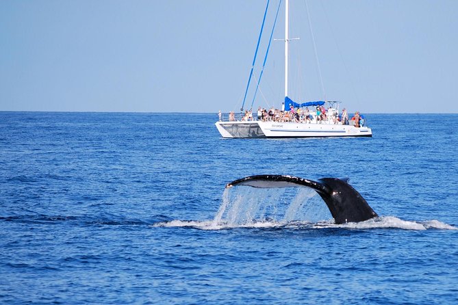 Wake Up With the Whales Cruise from Anaeho'omalu Bay - Why We Love This Experience