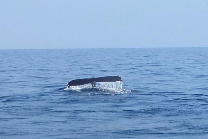 Wake Up With the Whales Cruise from Anaeho'omalu Bay - The Voyage Into Whale Sanctuary Waters