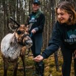 Walking with Reindeer Experience - Is It Worth the Price?