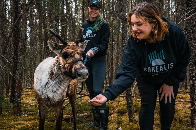 Walking with Reindeer Experience - Is It Worth the Price?