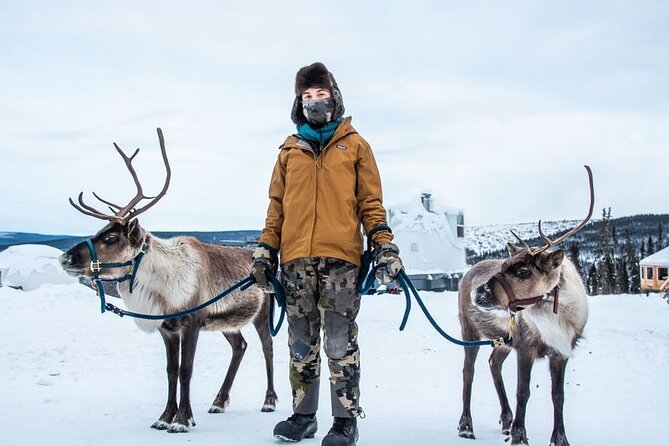Walking with Reindeer Experience - Final Thoughts: Is the Walking with Reindeer Experience Right for You?
