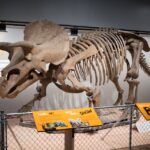 Washington DC: Museum of Natural History Private Guided Tour - Who Should Consider This Tour?