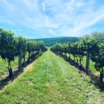 Washington, DC: Virginia Wine Region Experience Tour - Who Is This Tour Best For?