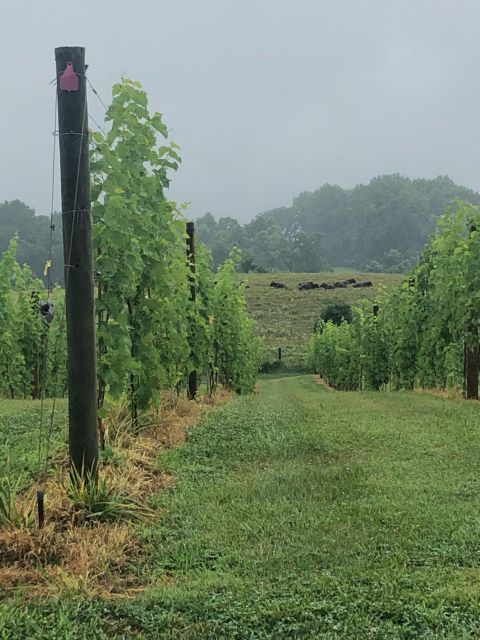 Washington DC: Winery Tour - An Authentic Look at Virginia’s Wine Country