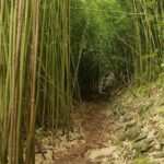 Waterfall and Rainforest Adventure - In-Depth Look at the Itinerary