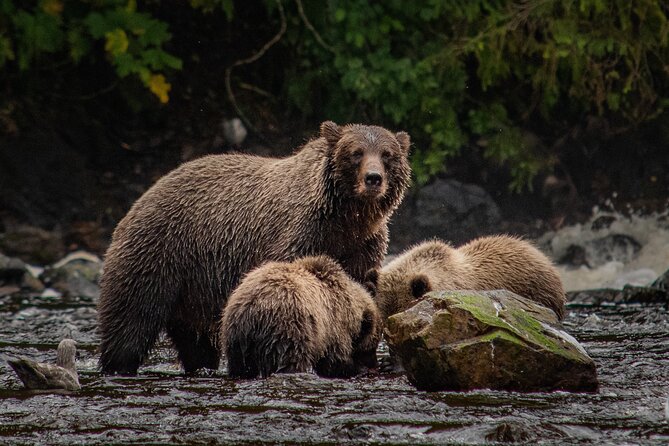 Waterfall Creek Brown Bear Viewing Juneau - A Closer Look at the Waterfall Creek Brown Bear Viewing Tour