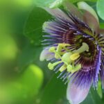 Waterfall, Rainforest, Chocolate Tour & Historical Sites - Real Experiences and Tips from Reviewers
