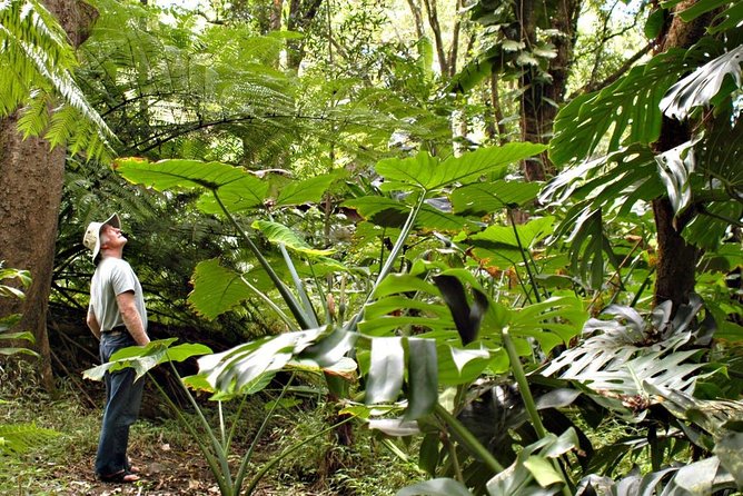 Waterfall & Rainforest Hiking Adventure with Hotel Pickup - Exploring Maui’s Waterfalls & Rainforest on a Guided Hike