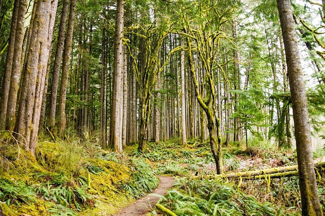 Waterfall Wonderland Hike with Transport - Key Points