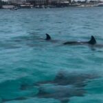 Waverunner Dolphin Tour - FAQs