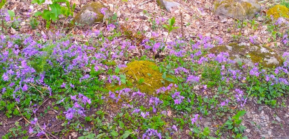 Wears Valley: Peaceful Smokies & 1882 Historic Schoolhouse - Final Thoughts