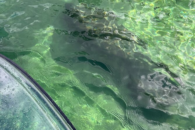 Weeki Wachee Clear Paddle Board Ecotours - The Sum Up: Is the Weeki Wachee Paddle Board Tour Worth It?