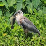 Wekiva Wildlife Kayaking Adventure Tour - Why This Tour Is a Great Choice for Travelers
