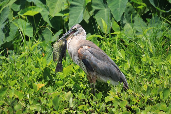 Wekiva Wildlife Kayaking Adventure Tour - Why This Tour Is a Great Choice for Travelers