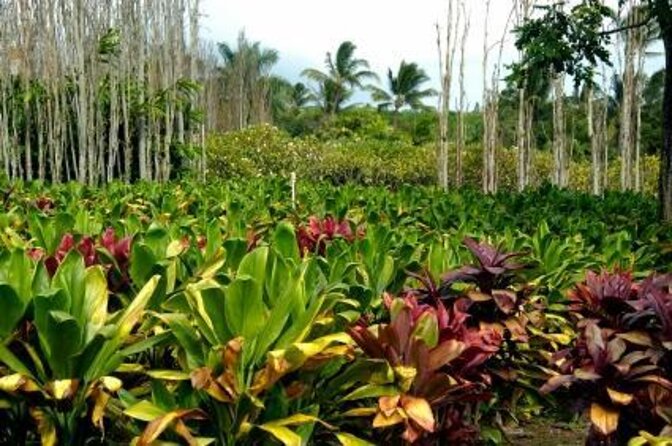 West Maui Self-Guided Audio Tour - Key Points