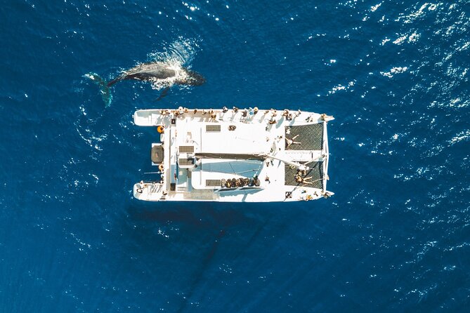 West Maui Snorkel & Sail from Ma'alaea Harbor - What to Expect from the West Maui Snorkel & Sail Tour