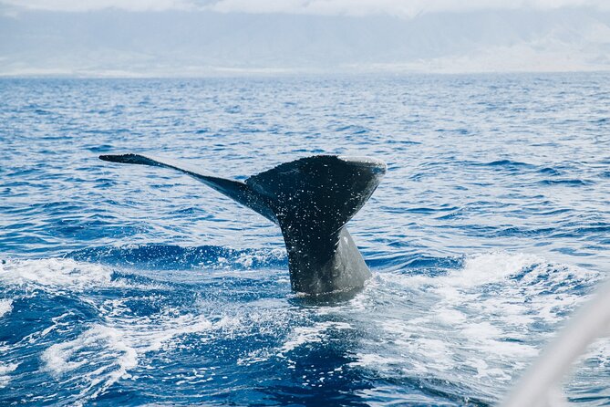 West Maui Snorkel & Sail from Ma'alaea Harbor - Who Will Love This Tour?