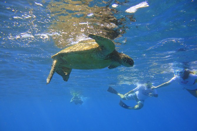 West Maui Snorkeling Experience by Boat from Ka'anapali - The Itinerary: What to Expect on Your Day Out