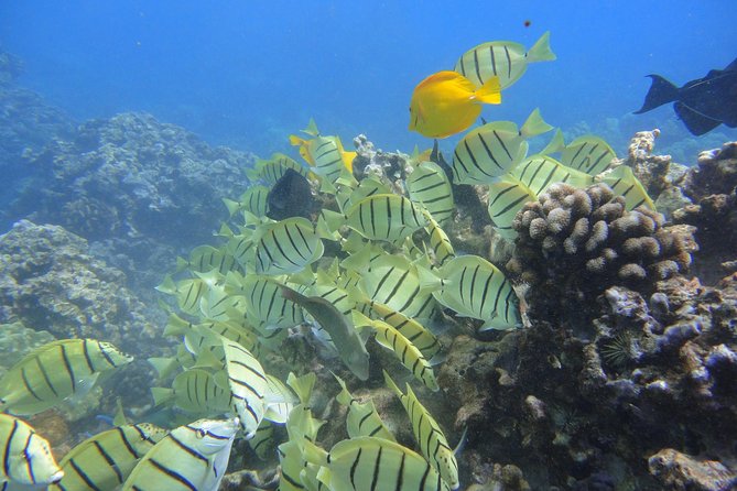West Maui Snorkeling Experience by Boat from Ka'anapali - The Guides and Crew: Why They Make a Difference