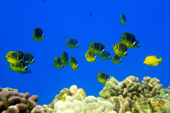 West Maui Snorkeling Experience by Boat from Ka'anapali - Who Is This Tour Best For?
