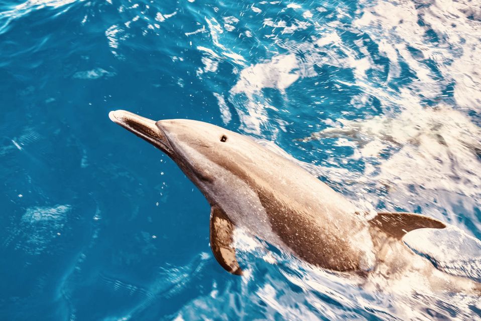 West O'ahu: Dolphin Watching and Snorkeling Catamaran Cruise - Who Will Love This Experience?