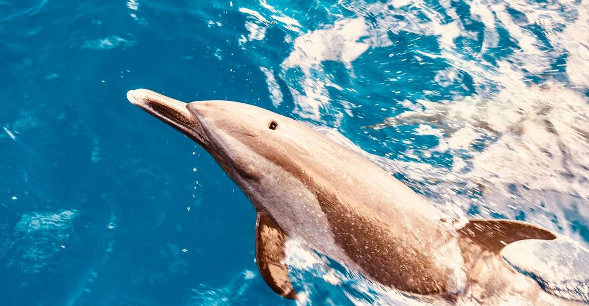 West O'ahu: Dolphin Watching and Snorkeling Catamaran Cruise - Key Points