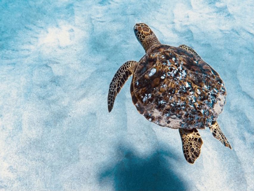 West O'ahu: Dolphin Watching and Snorkeling Catamaran Cruise - Practical Details and Tips