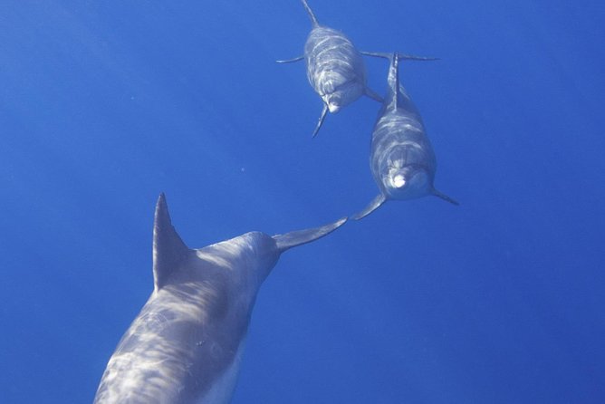 West Oahu Green Sea Turtle and Dolphin Snorkel Sail with Lunch - Why This Tour Offers Great Value