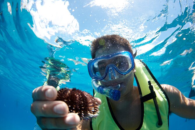 West Oahu Green Sea Turtle and Dolphin Snorkel Sail with Lunch - Wildlife Encounters