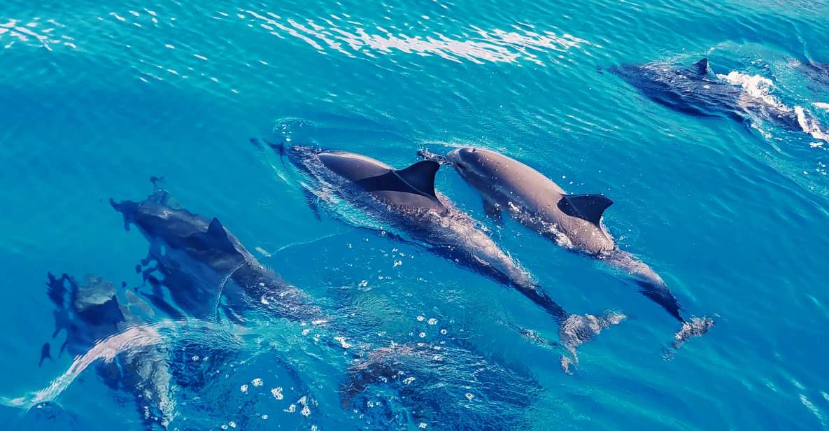 West O'ahu: Swim with Dolphins Catamaran Cruise - Exploring the West Oahu: Swim with Dolphins Catamaran Cruise