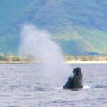 West O'ahu: Swim with Dolphins Catamaran Cruise - The Itinerary: What to Expect on Your Day
