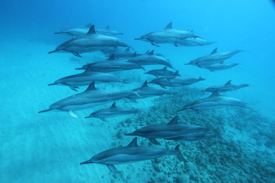 West O'ahu: Swim with Dolphins Catamaran Cruise - Practical Aspects of Your Tour