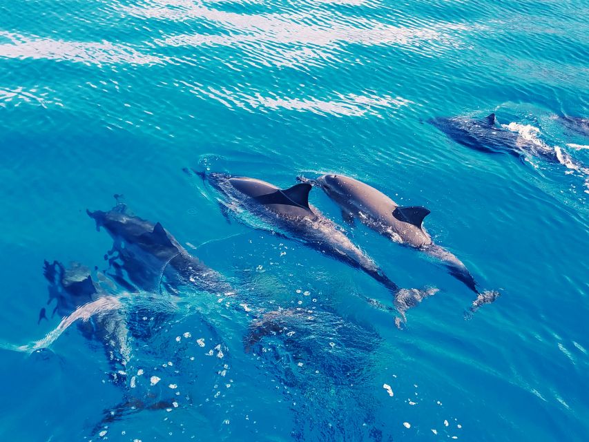 West O'ahu: Swim with Dolphins Catamaran Cruise - Final Thoughts