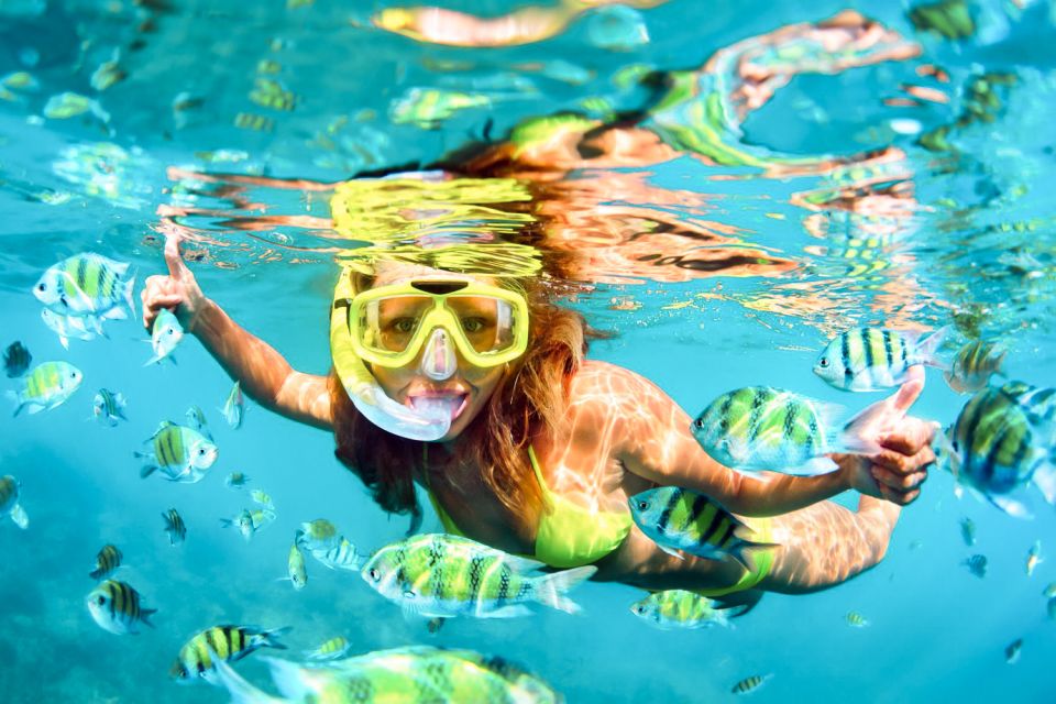 West Oahu: Turtles, Dolphins, and Snorkeling Tour with Lunch - Navigating Hawaii’s Marine Life: What to Expect