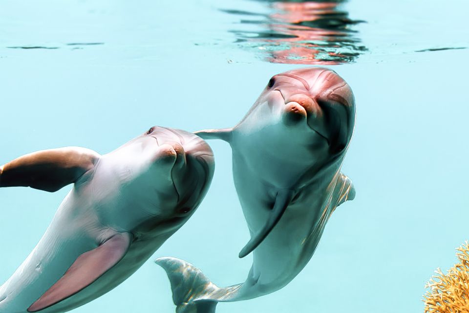 West Oahu: Turtles, Dolphins, and Snorkeling Tour with Lunch - Why This Tour Offers Good Value