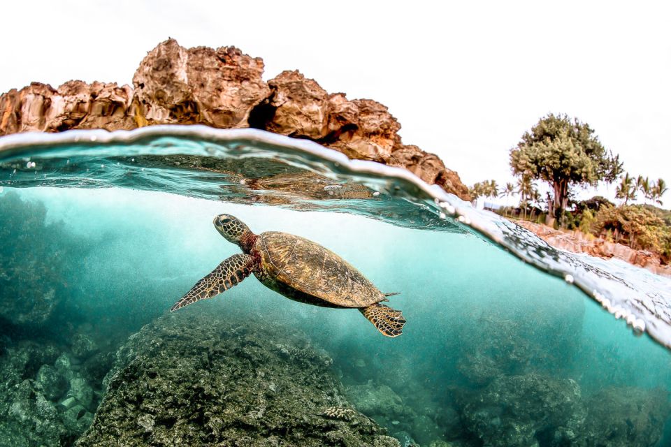 West Oahu: Turtles, Dolphins, and Snorkeling Tour with Lunch - Who Will Love This Tour?