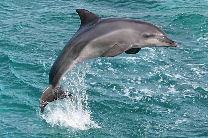 West Oahu Whale Watching Excursion - Why This Whale Watching Tour Stands Out