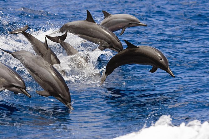 West Oahu Whale Watching Excursion - Authentic Experiences from Reviewers