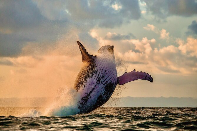 West Oahu Whale Watching & Turtle Snorkeling - Key Points
