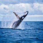 West Oahu Whale Watching & Turtle Snorkeling - Final Thoughts