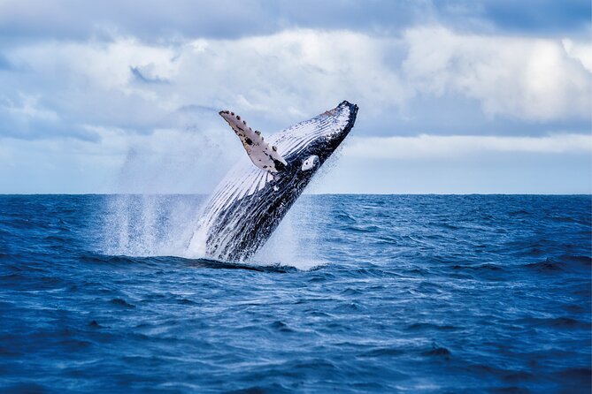 West Oahu Whale Watching & Turtle Snorkeling - Final Thoughts