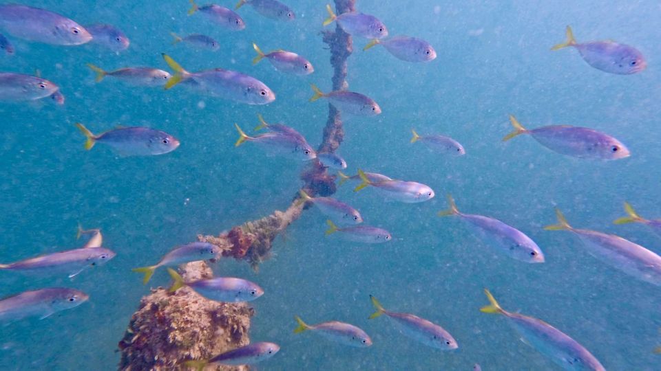West Palm Beach: Beginner Scuba Diving Adventure with Videos - Who Should Consider This Experience?