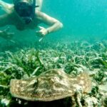 West Palm Beach: Beginner Snorkel Tour with Turtles & Videos - What Travelers Say: Authentic Insights from Reviews