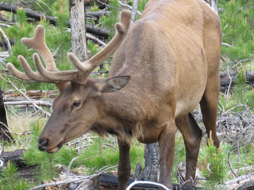 West Yellowstone: Yellowstone Day Tour Including Entry Fee - Key Points