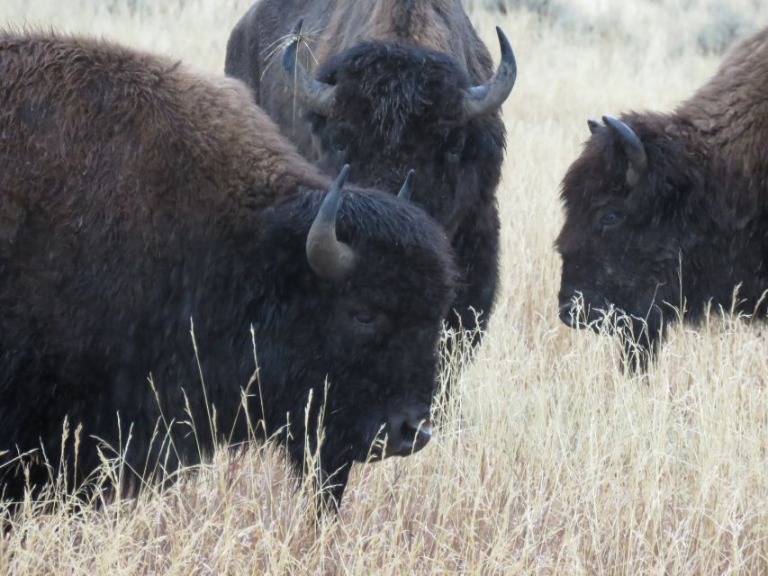 West Yellowstone: Yellowstone Day Tour Including Entry Fee - Frequently Asked Questions