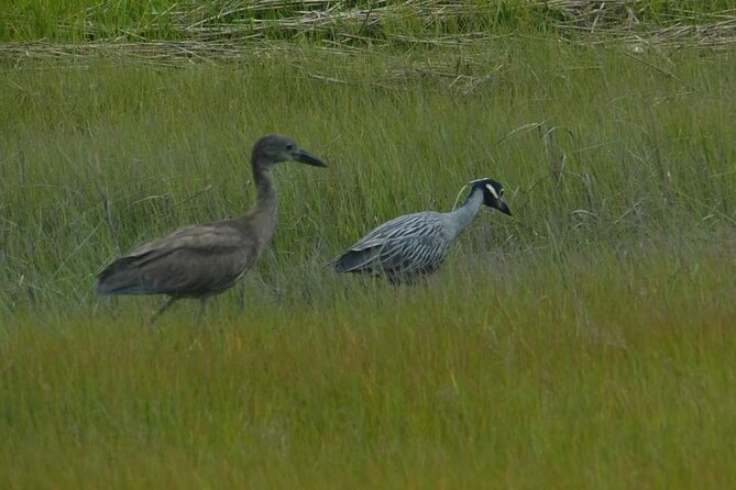 Wetlands Safari Eco-Cruise in Cape May (Birding By Boat) - An In-Depth Look at the Wetlands Safari Eco-Cruise
