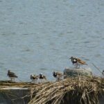 Wetlands Safari Eco-Cruise in Cape May (Birding By Boat) - Who Should Book This Tour?